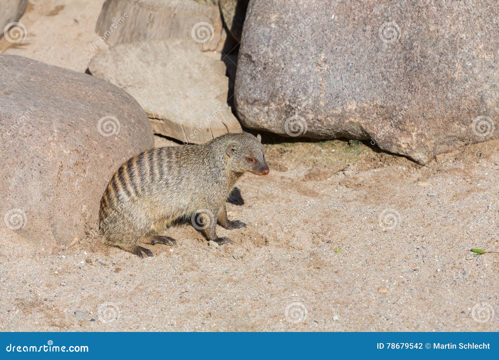 Mangoose stock photo. Image of mongoose, animal, africa - 78679542
