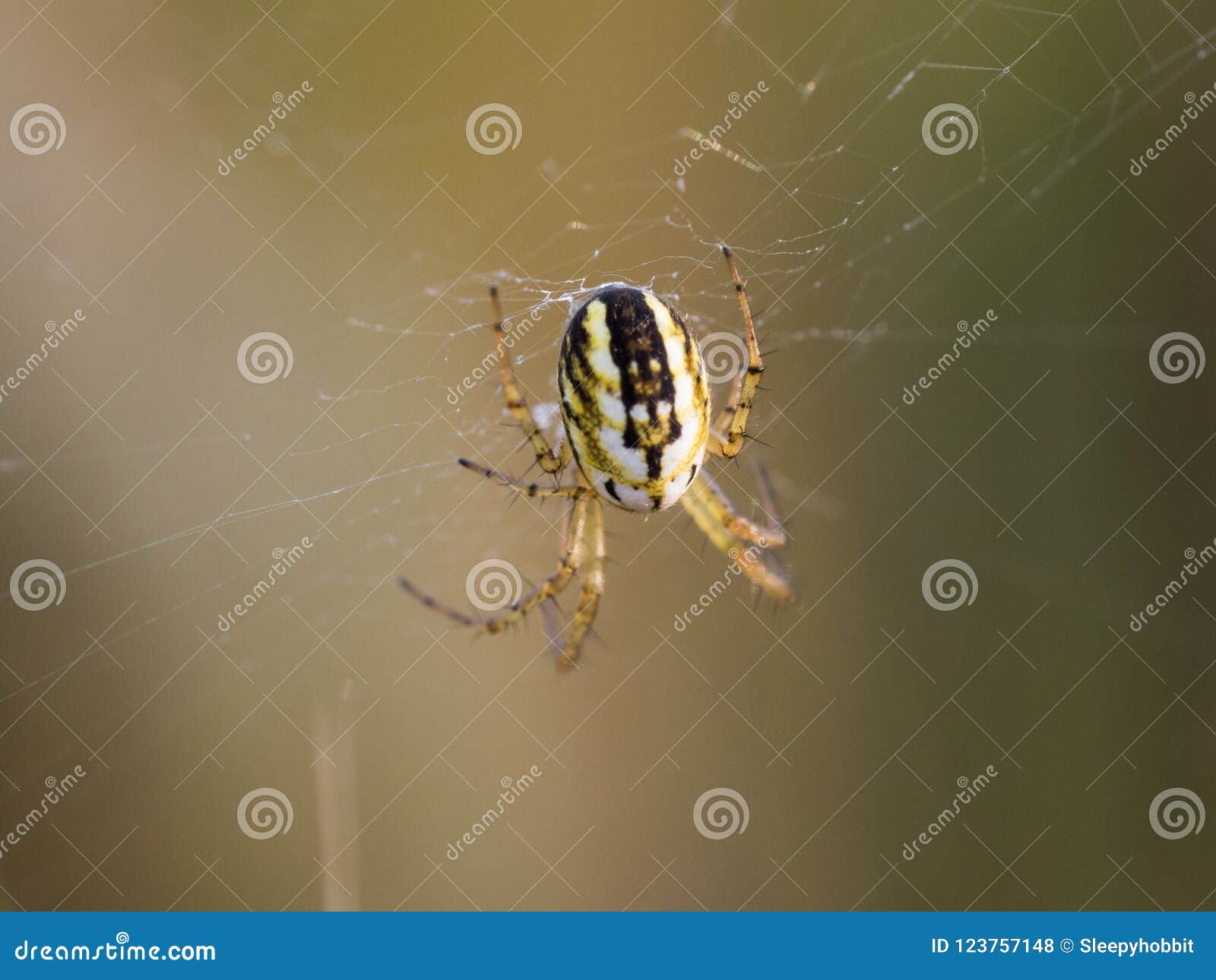 Mangora Acalypha Spider in His Web Stock Photo - Image of macro, life ...