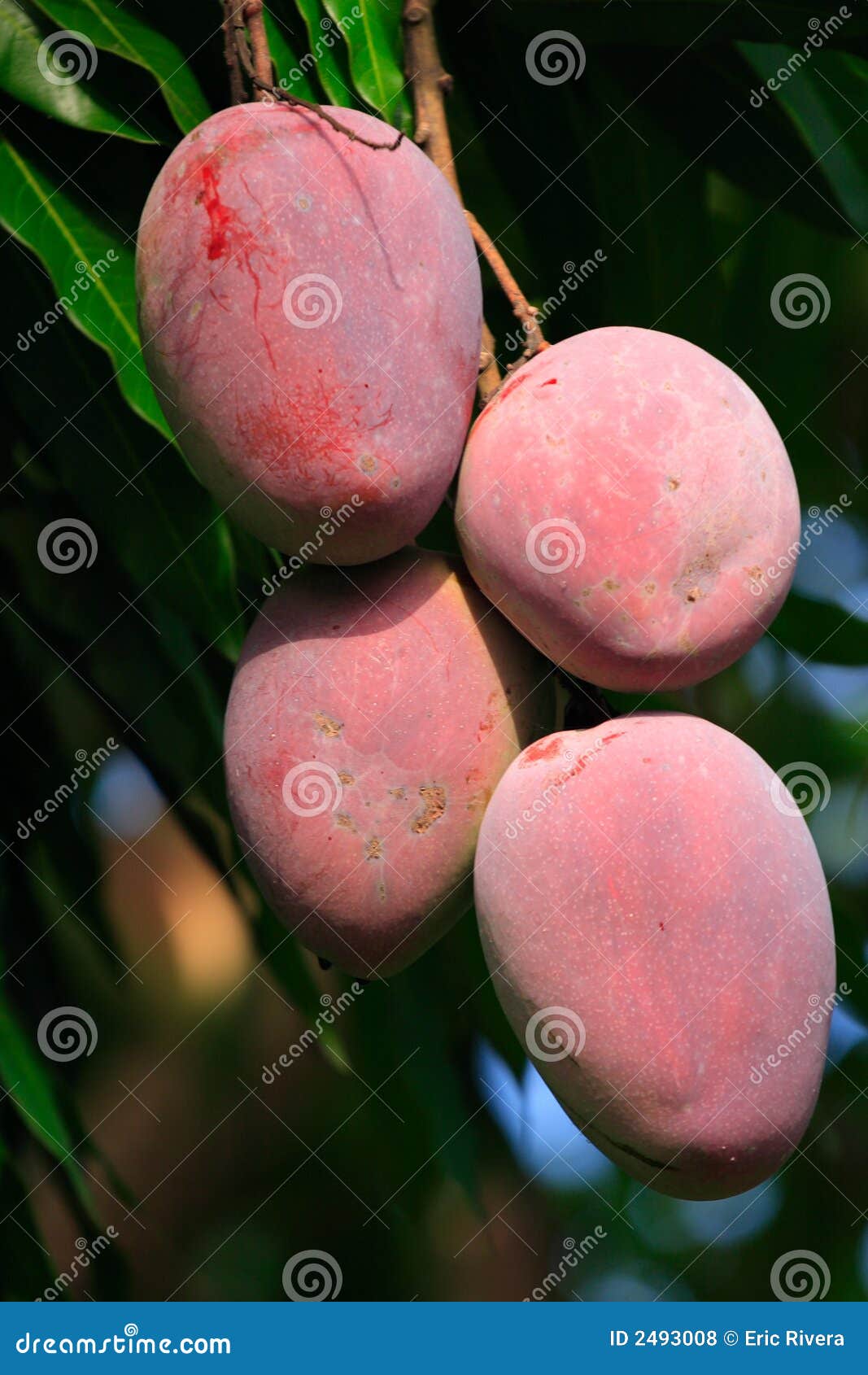 Mangos stock photo. Image of mangoes, season, farm, bunch - 2493008