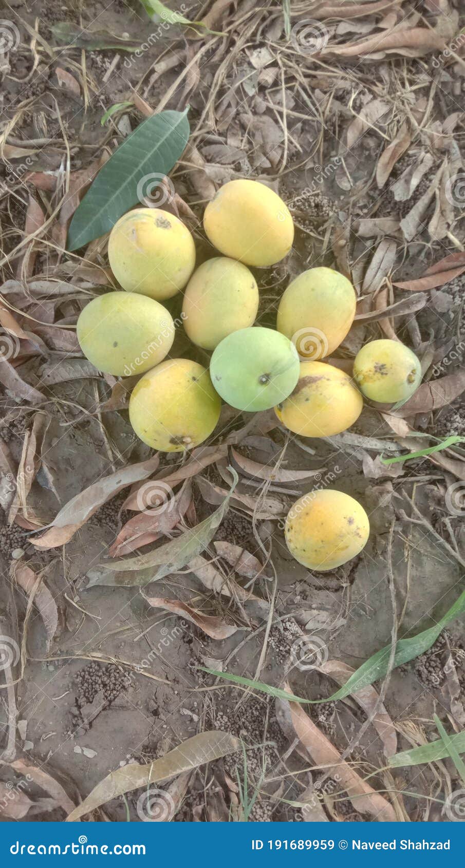 Mangos Fresh Cool Tree Sweet Stock Image - Image of cool, tree: 191689959