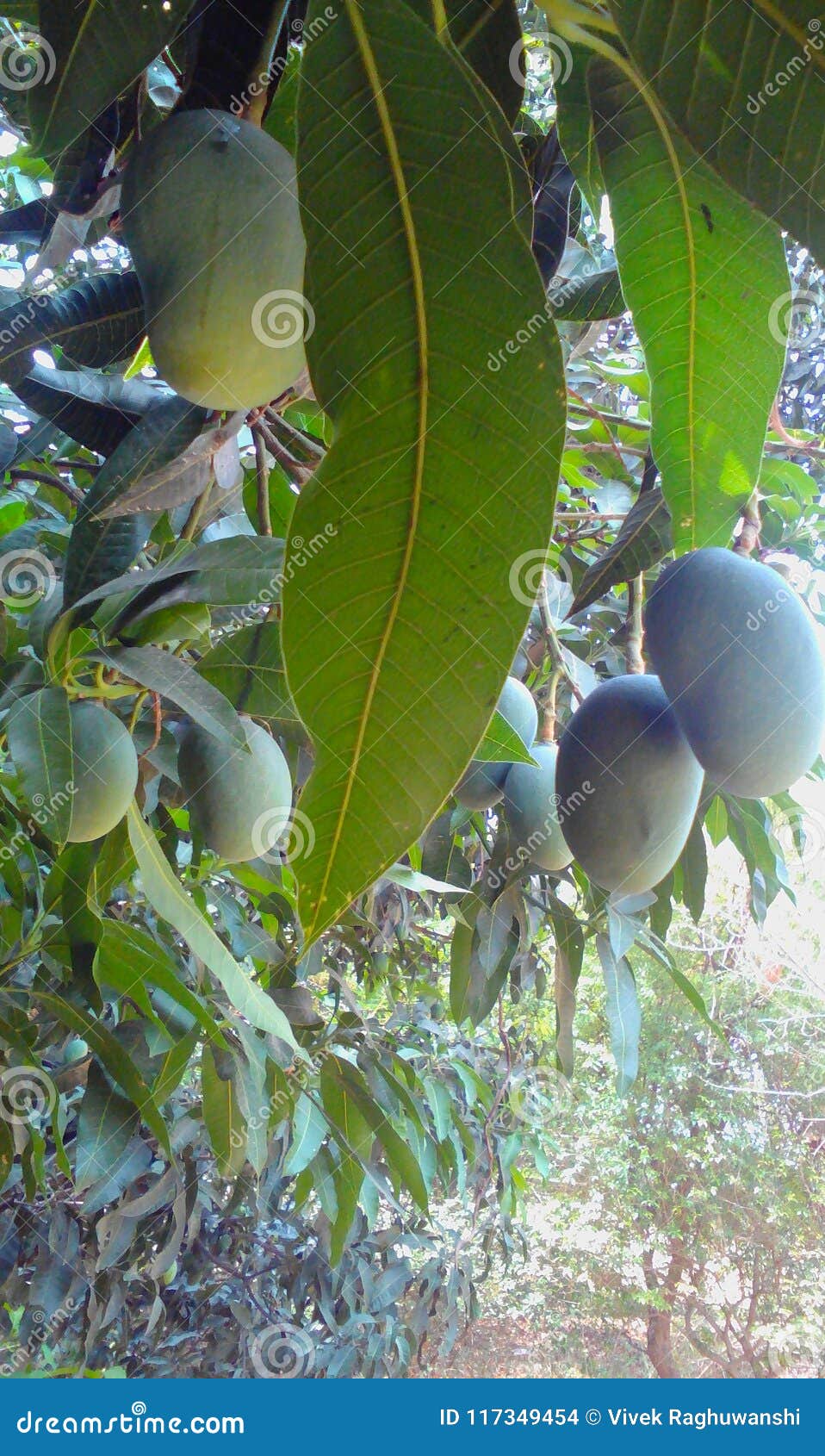 Mangos indios foto de archivo. Imagen de indio, todos - 117349454