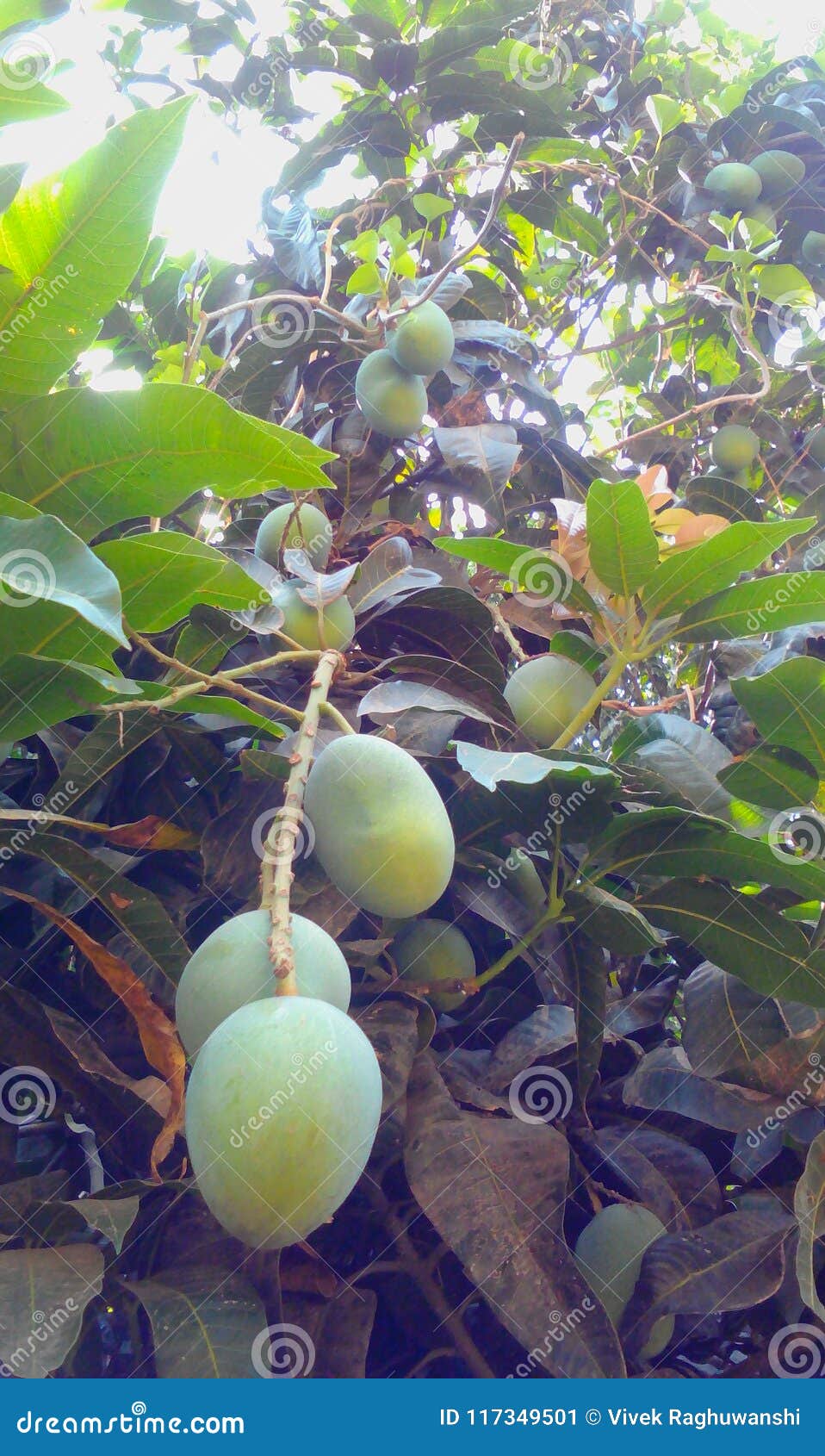 Mangos indios imagen de archivo. Imagen de todos, mango - 117349501