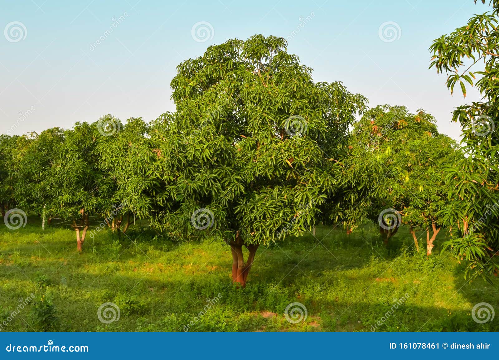 Mangos trees and grass stock image. Image of mango, food - 161078461