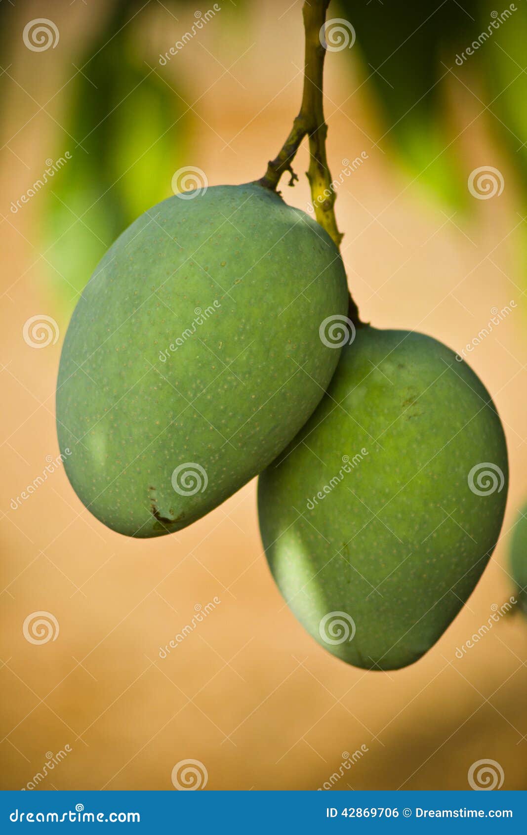 Mangos stock photo. Image of mangou, freshness, islands - 42869706