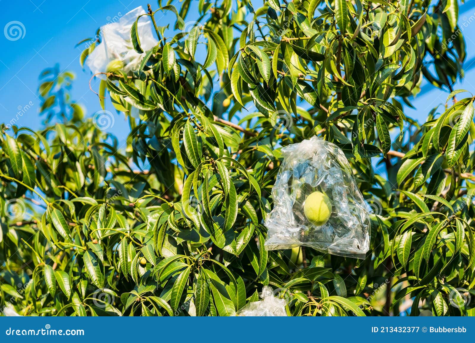 The Mangos are Wrapped in a Plastic Bag Attached To the Bugs on the ...
