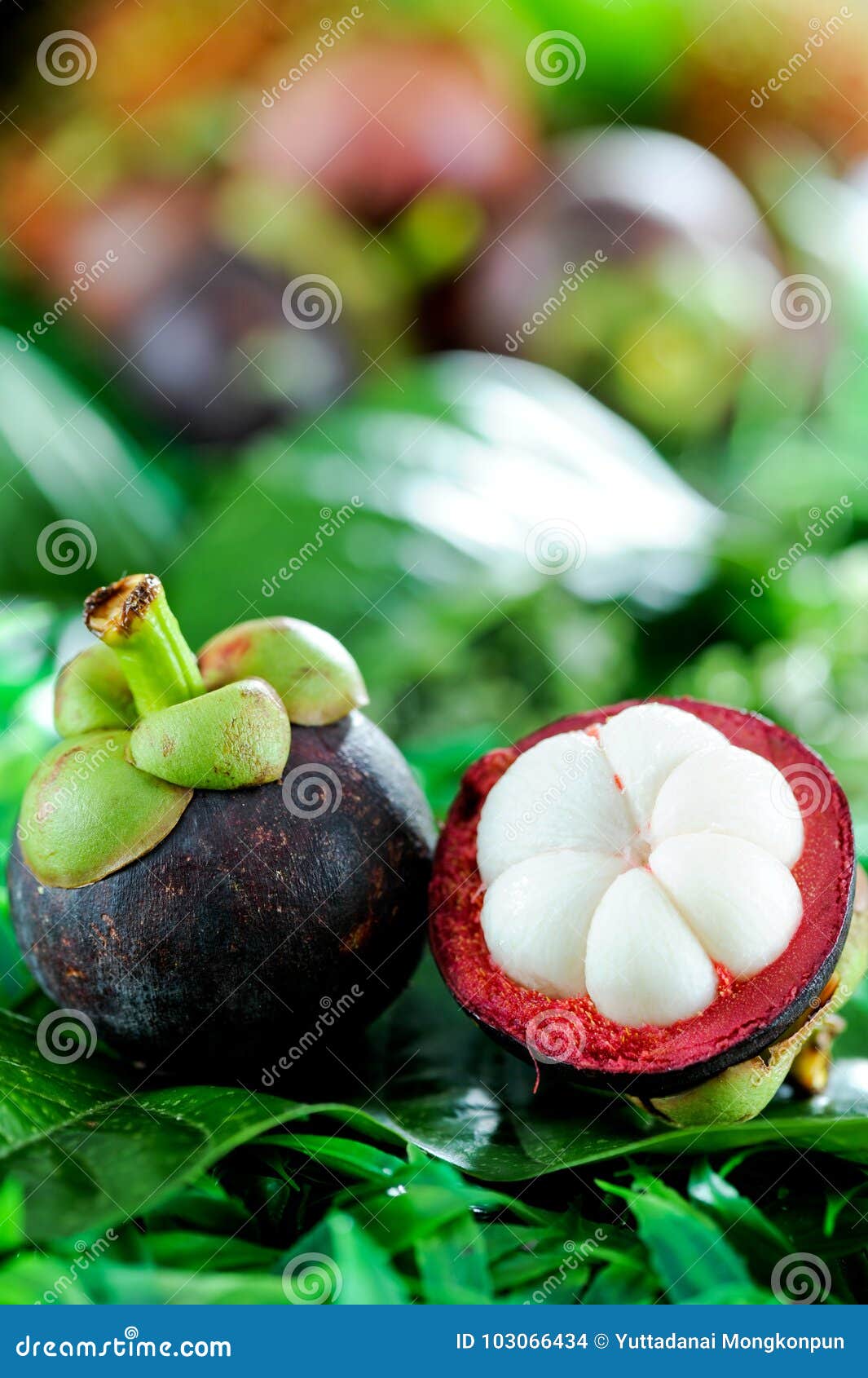 Mangostan zdjęcie stock. Obraz złożonej z cukierki, egzot - 103066434