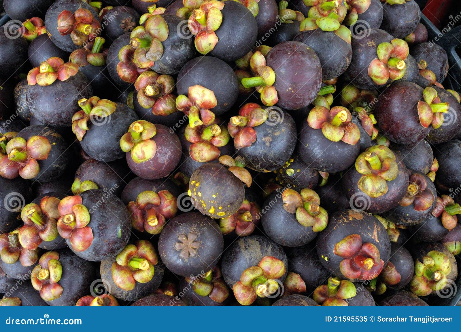 Mangostan. stock afbeelding. Image of vrucht, weddenschap - 21595535
