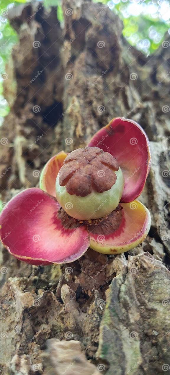 Mangosteen Flowers Fall on the Roots of the Tree Stock Photo - Image of ...