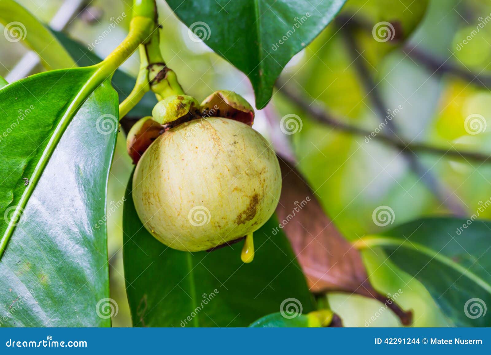 Mangosteen fruit stock photo. Image of seasonal, close - 42291244