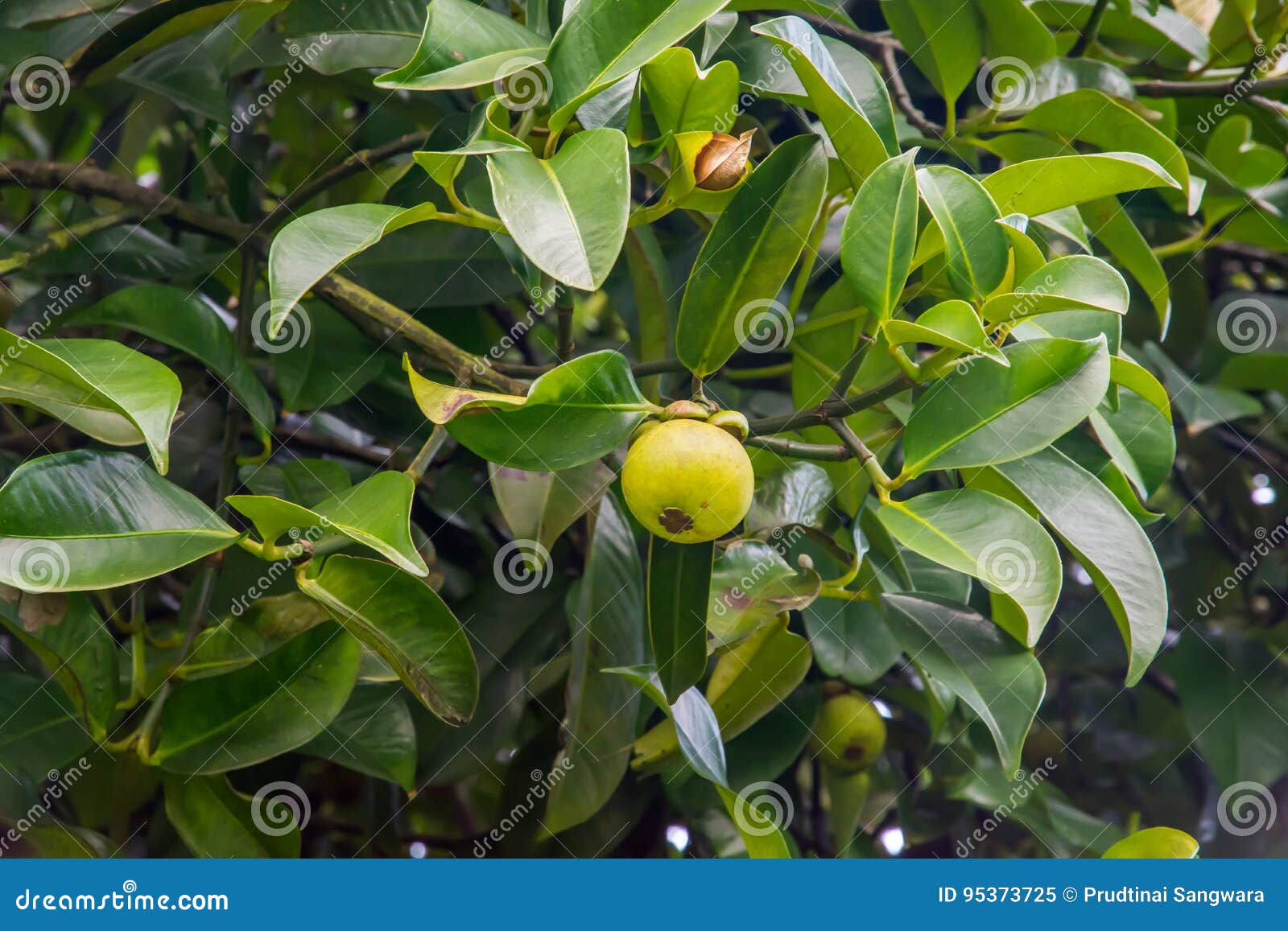 The Mangosteen Fruit is Still Weak, Green. Stock Image - Image of asia ...