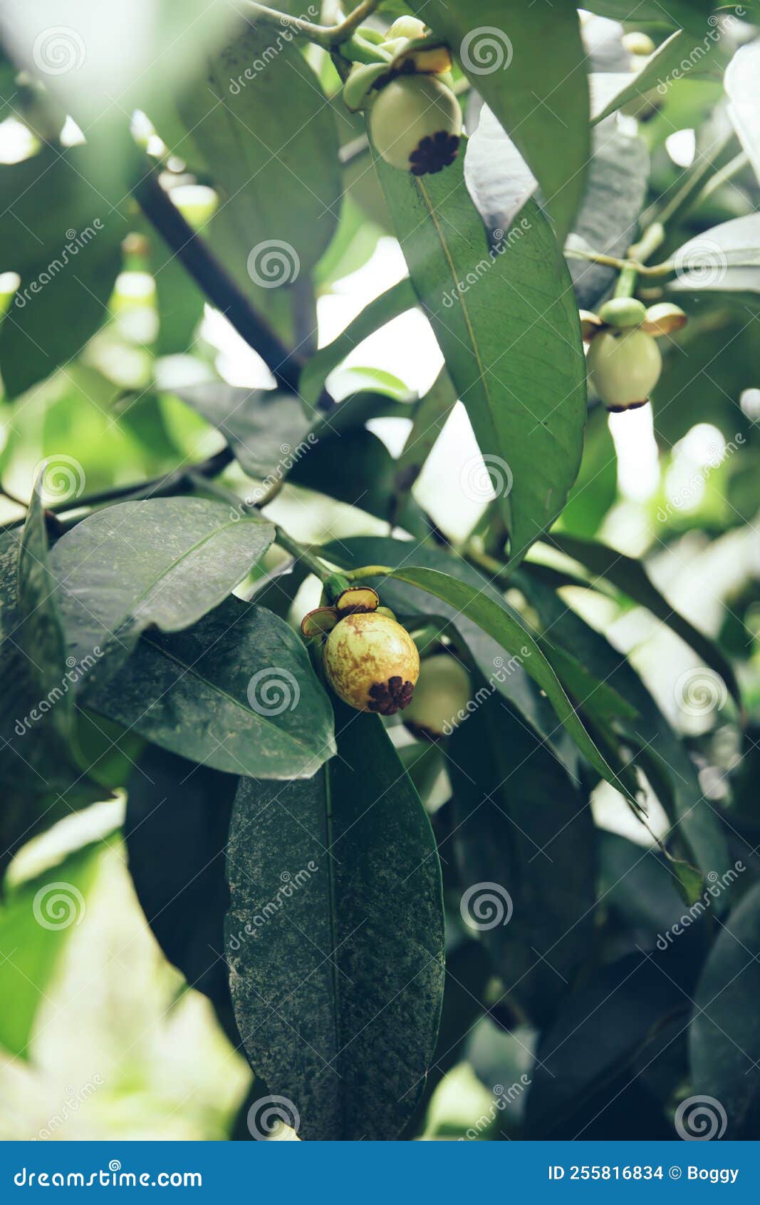 Mangosteen Fruit on the Tree at Bali Island Stock Photo - Image of ...
