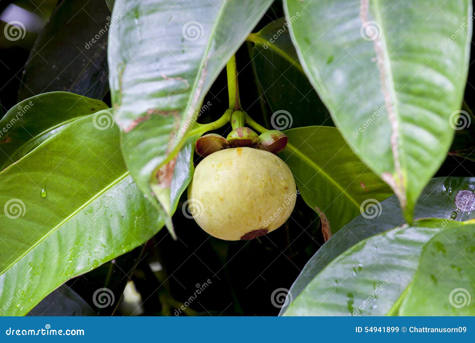 Mangosteen fruit on tree stock image. Image of nutritious - 54941899