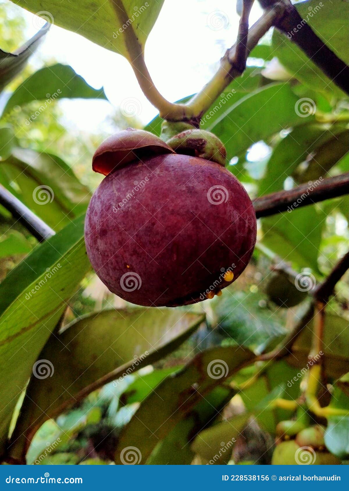 Mangosteen Harvest Fruit Maroon One Stock Photo - Image of harvest ...