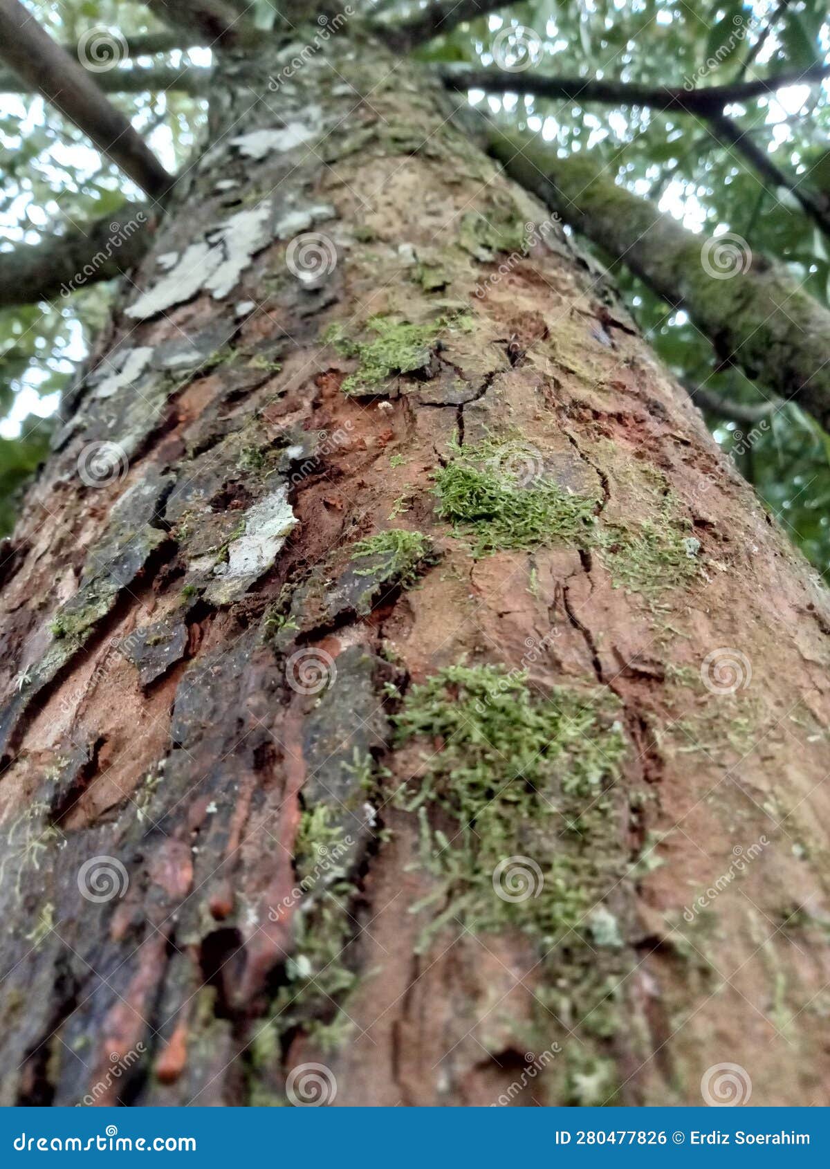 Mangosteen tree bark stock photo. Image of wildlife - 280477826
