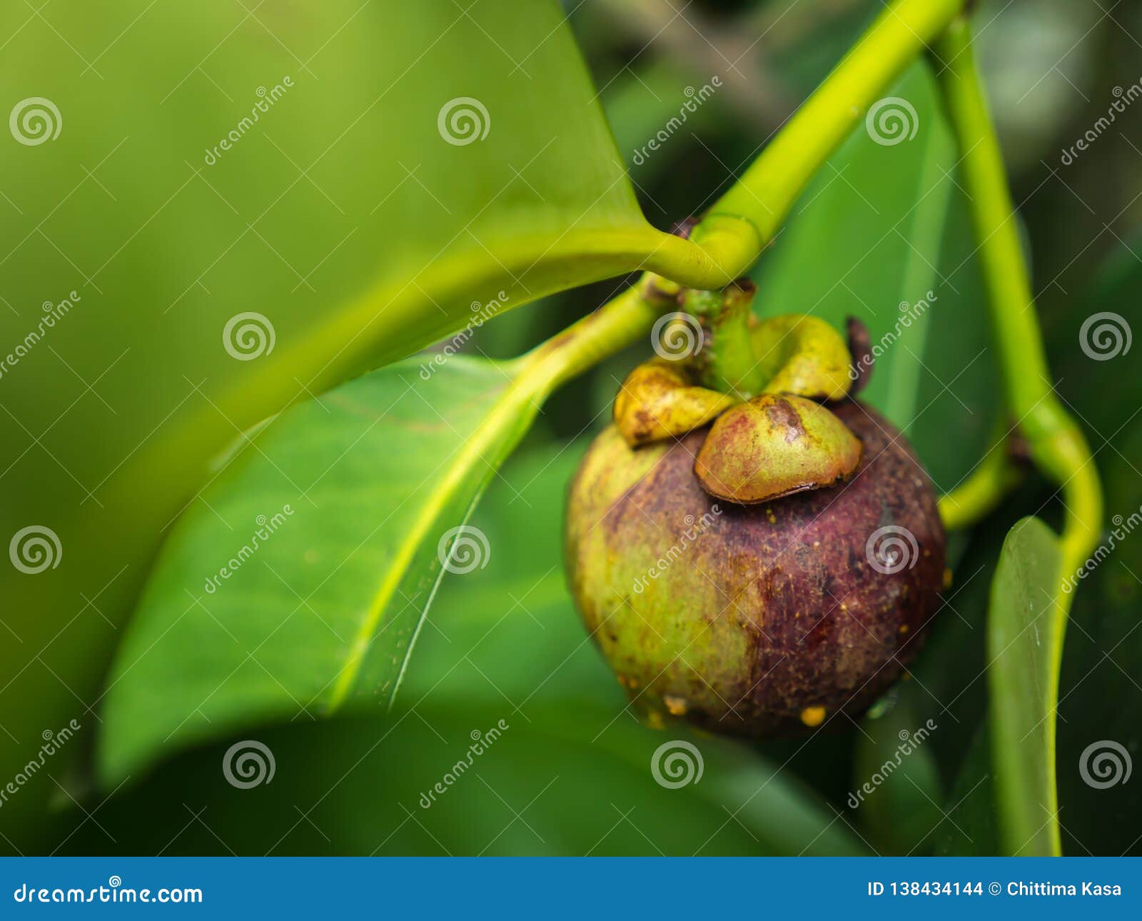 Mangosteen on tree stock photo. Image of fruit, purple - 138434144
