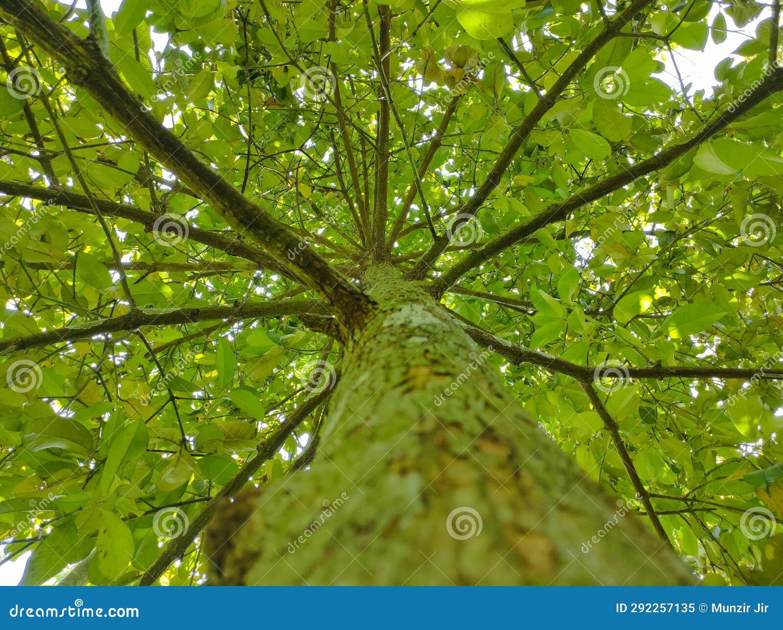 The Mangosteen Tree Which Has an Abstract Structure with Many Branches ...