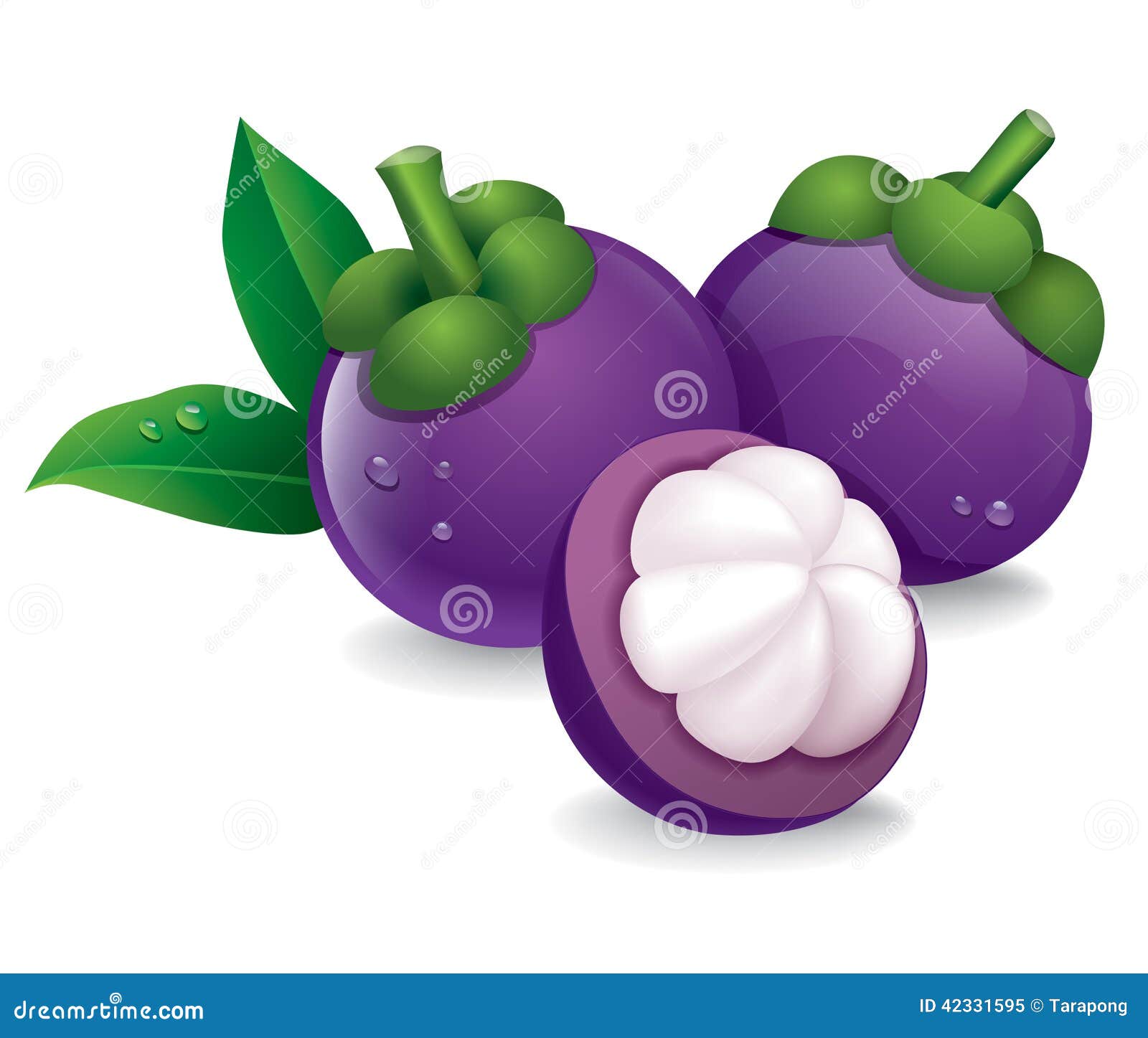 Mangosteen Vector