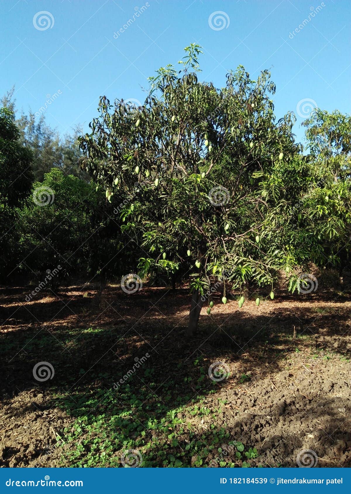 Mangotree stock image. Image of indian, mango, king - 182184539