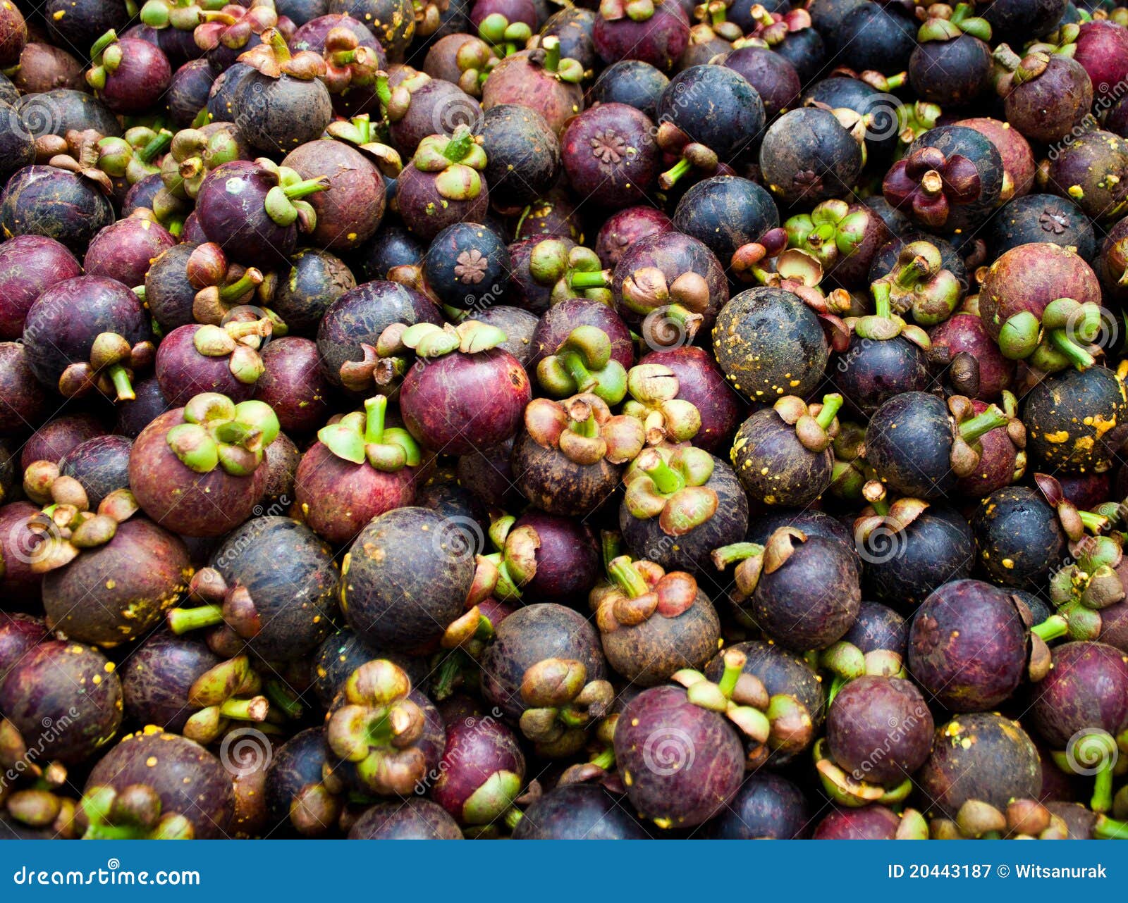 Mangoustan Photographie stock libre de droits - Image: 20443187