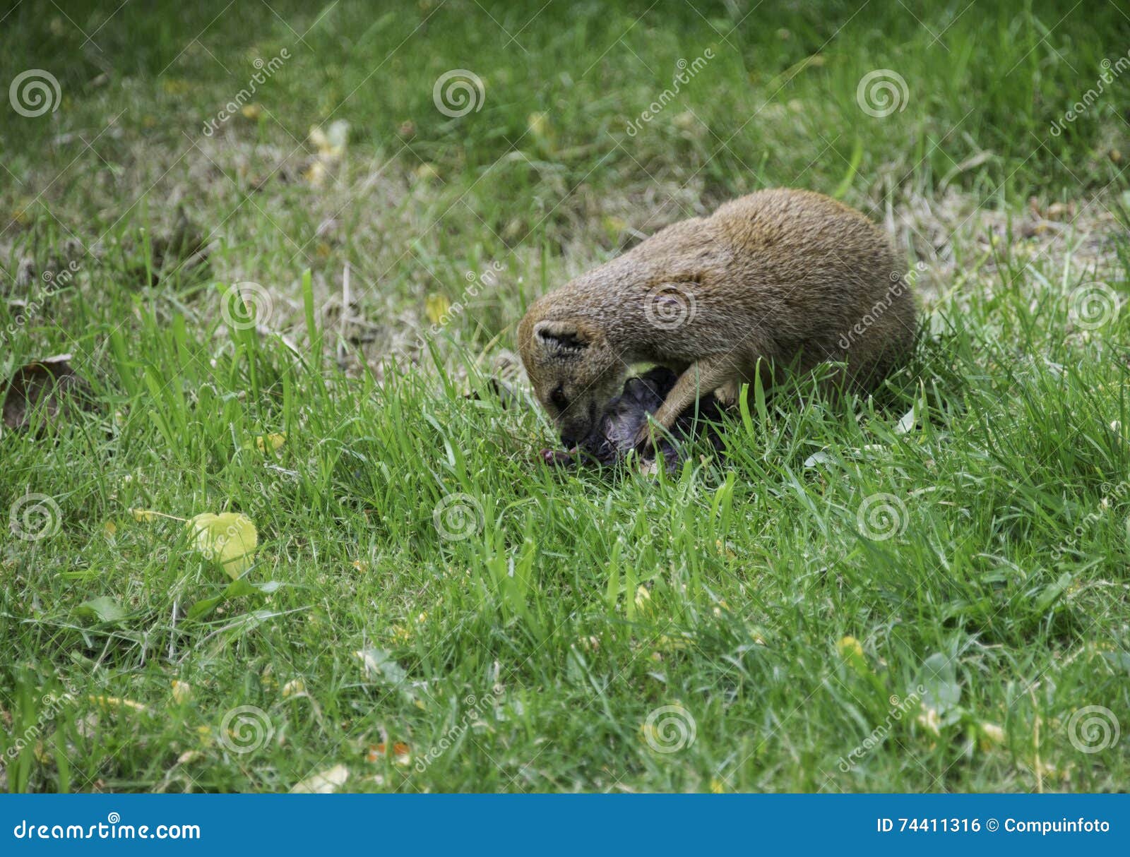 Mangouste Herpestidae Mangeant La Proie Photo stock - Image du mort ...
