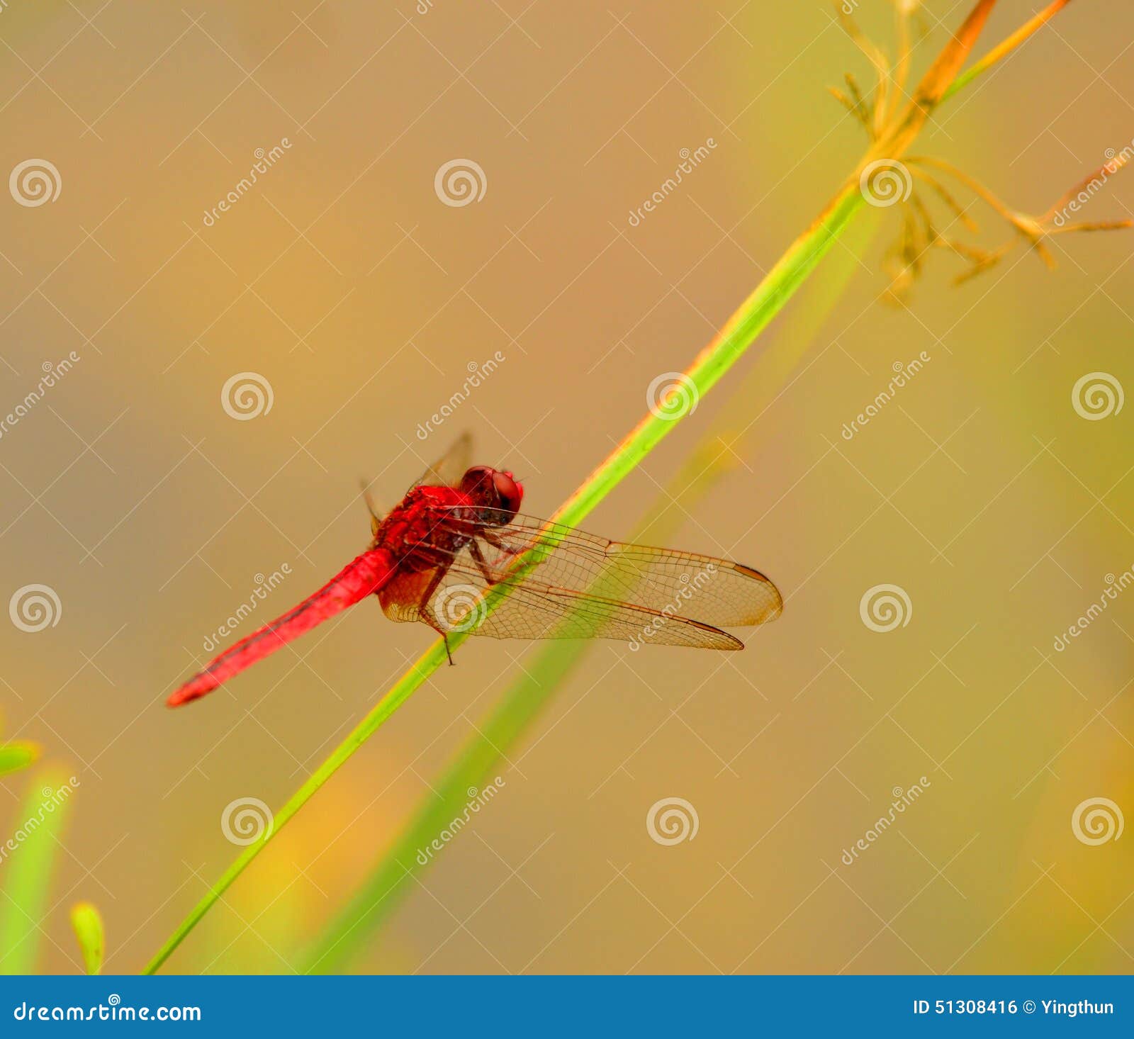 Mangpor Red Light Branches Stock Photos - Free & Royalty-Free Stock ...