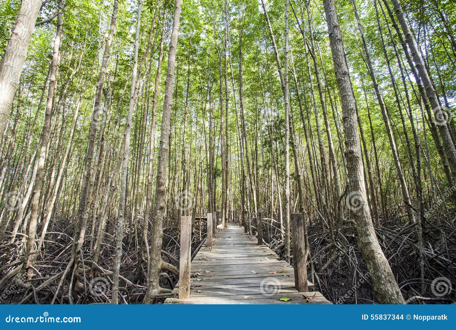 Mangroce Forrest stock photo. Image of jungle, forest - 55837344