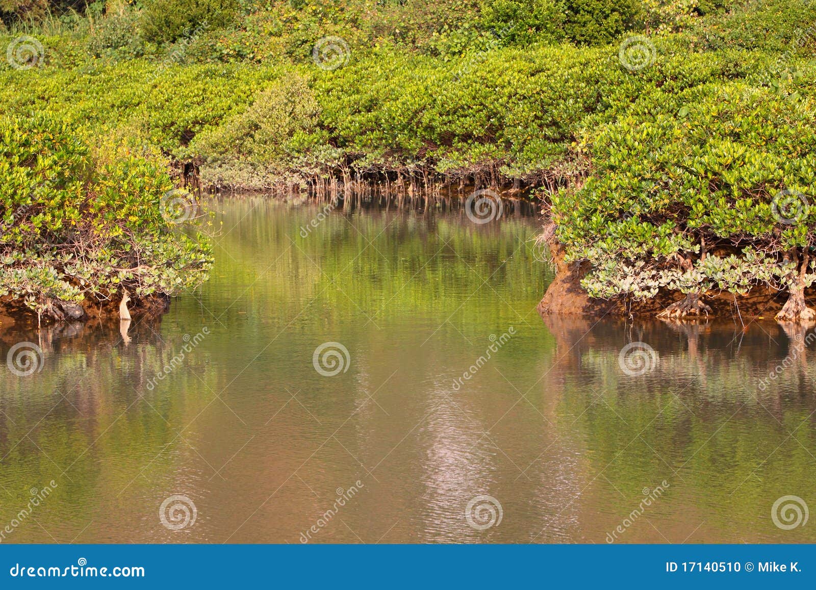 Exposed Mangrove Sediment Stock Photos - Free & Royalty-Free Stock ...