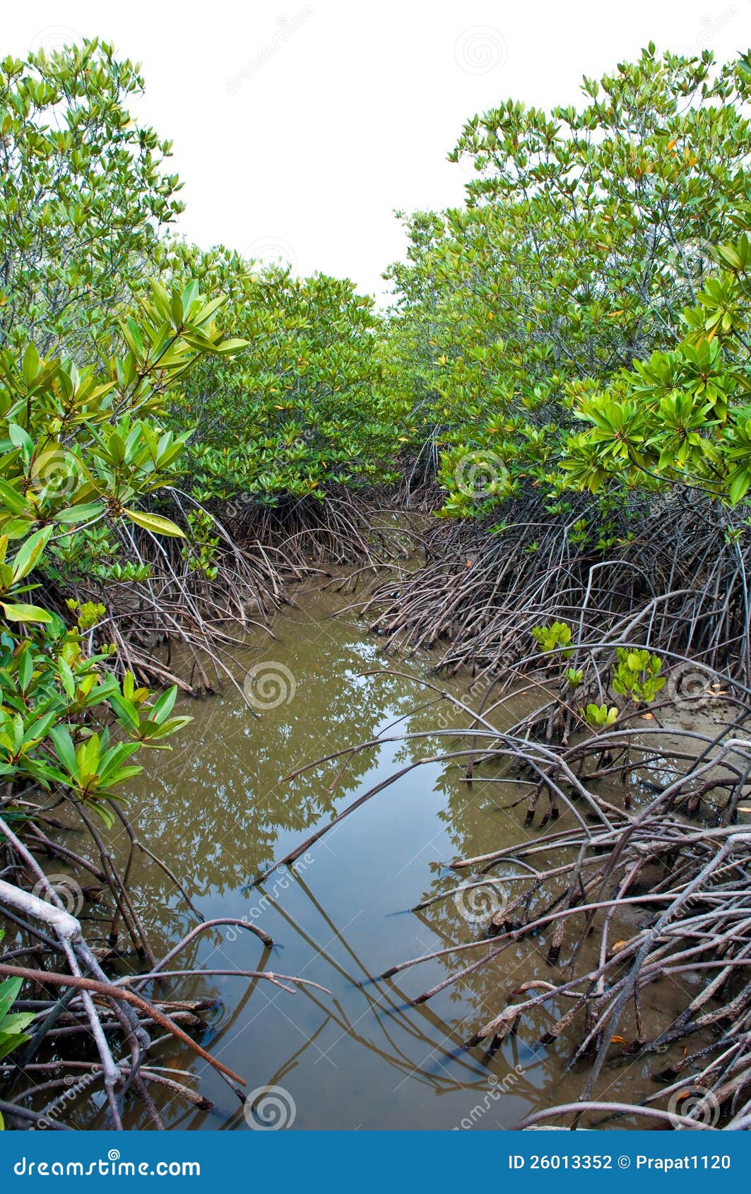 Mangrove stock photo. Image of climate, coastline, life - 26013352