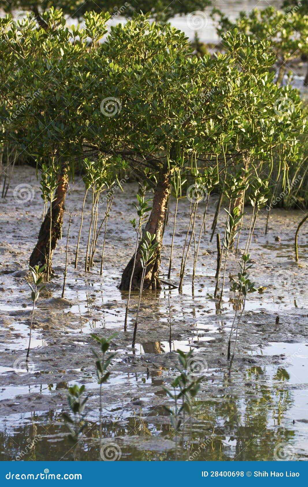 Mangrove stock photo. Image of sand, river, pattern, life - 28400698