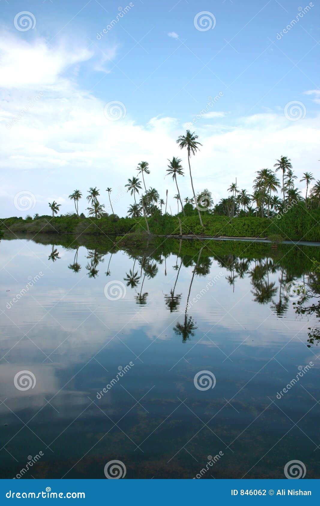 Mangrove in Addu Atoll Hithadhoo (Maldives) Stock Photo - Image of addu ...