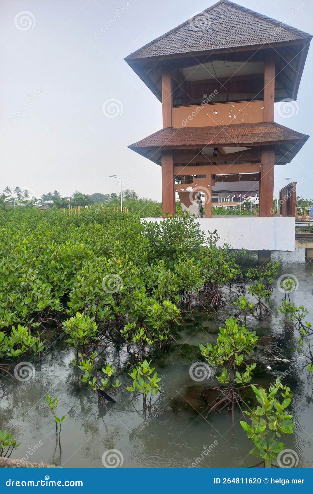 Mangrove Around the Building in Rain Stock Photo - Image of rain ...