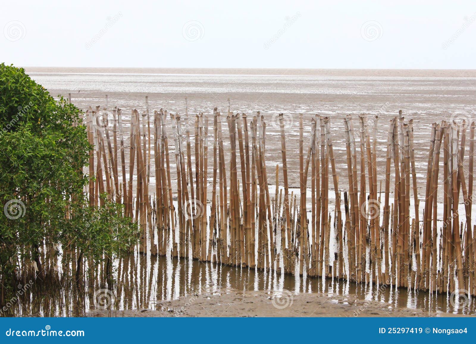 Mangrove Beach and Bambooes Stock Image - Image of bang, landscape ...