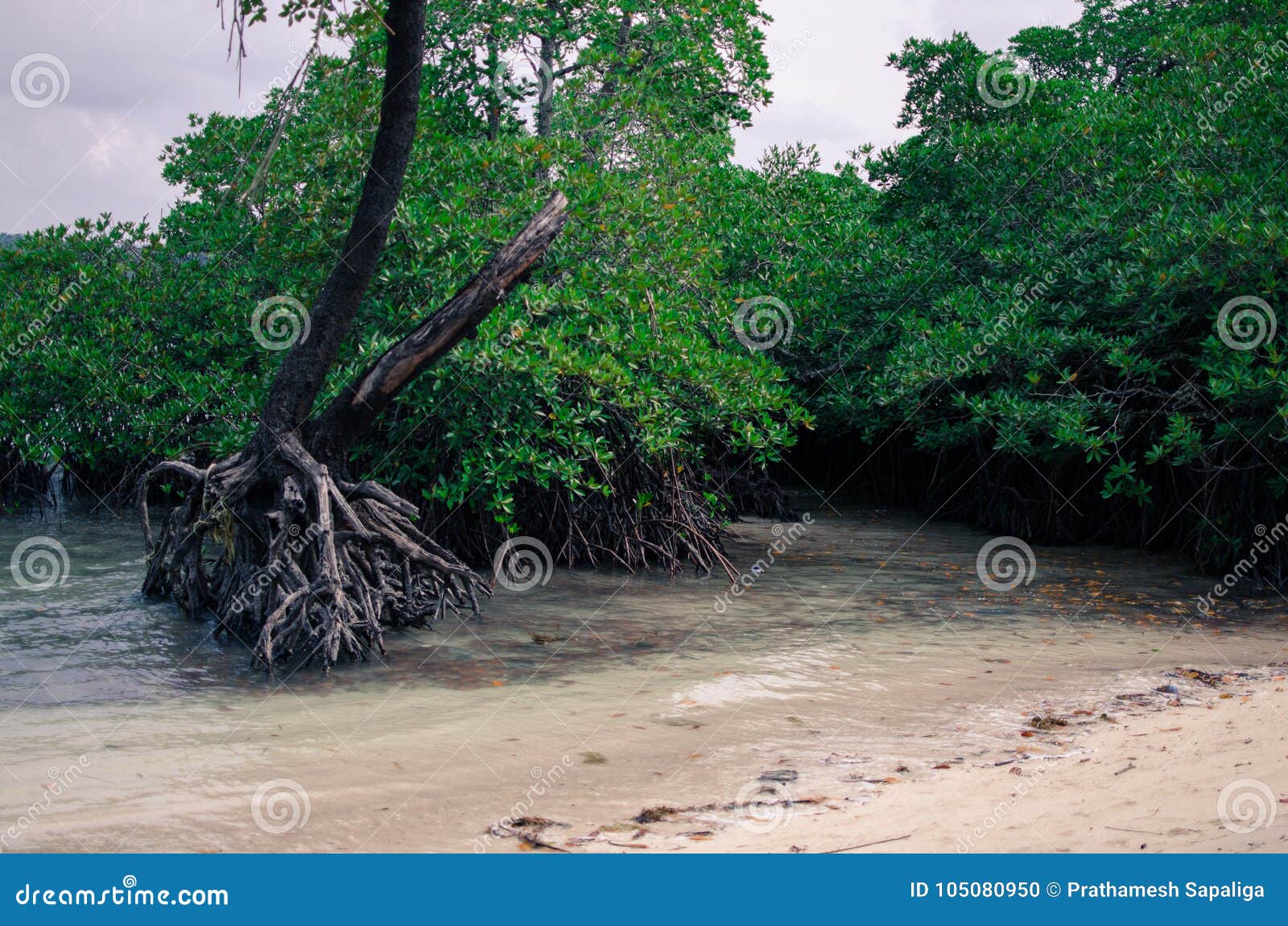 Mangrove on a Beach stock photo. Image of ecology, park - 105080950
