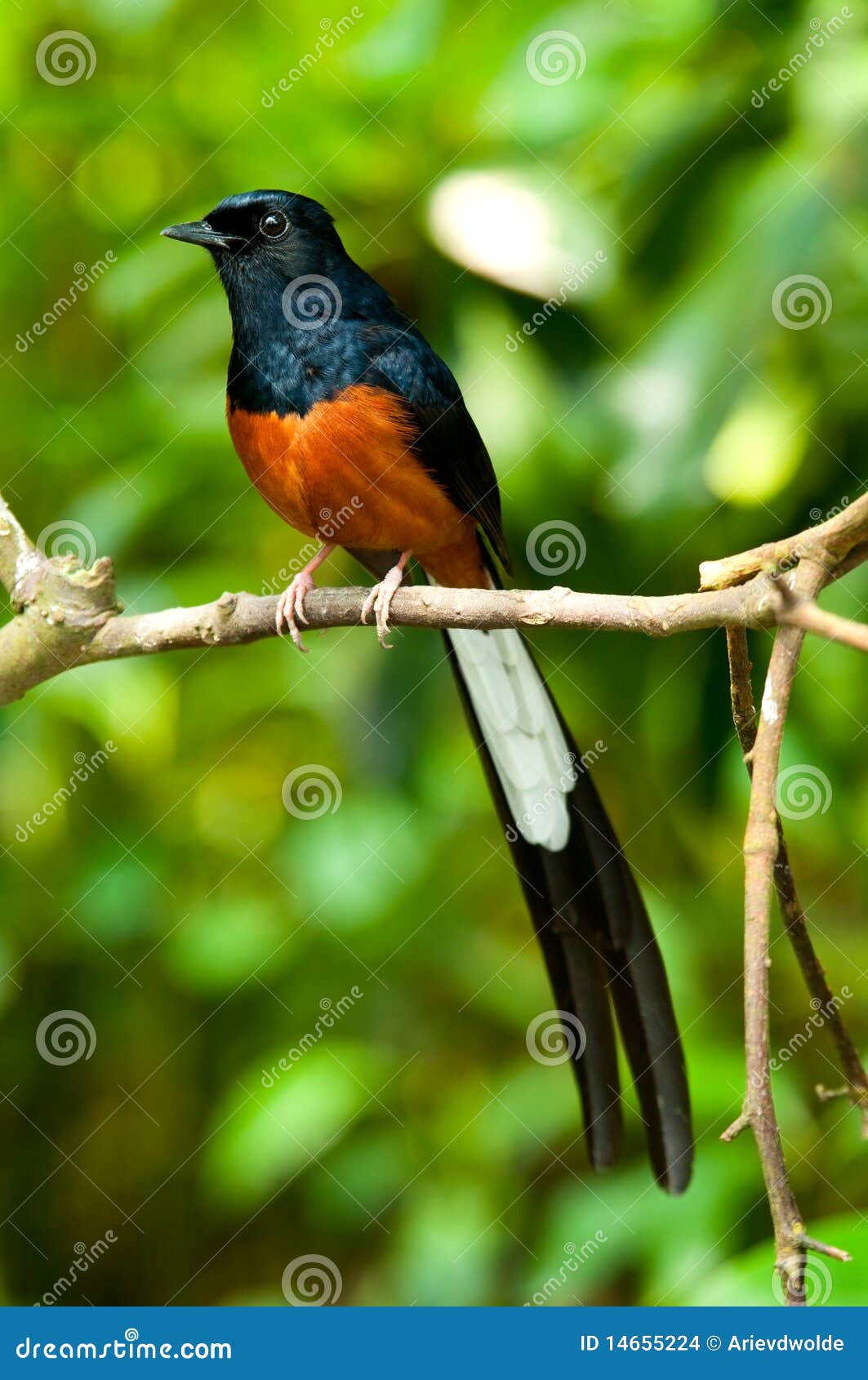 Mangrove bird stock photo. Image of mangrove, peaceful - 14655224