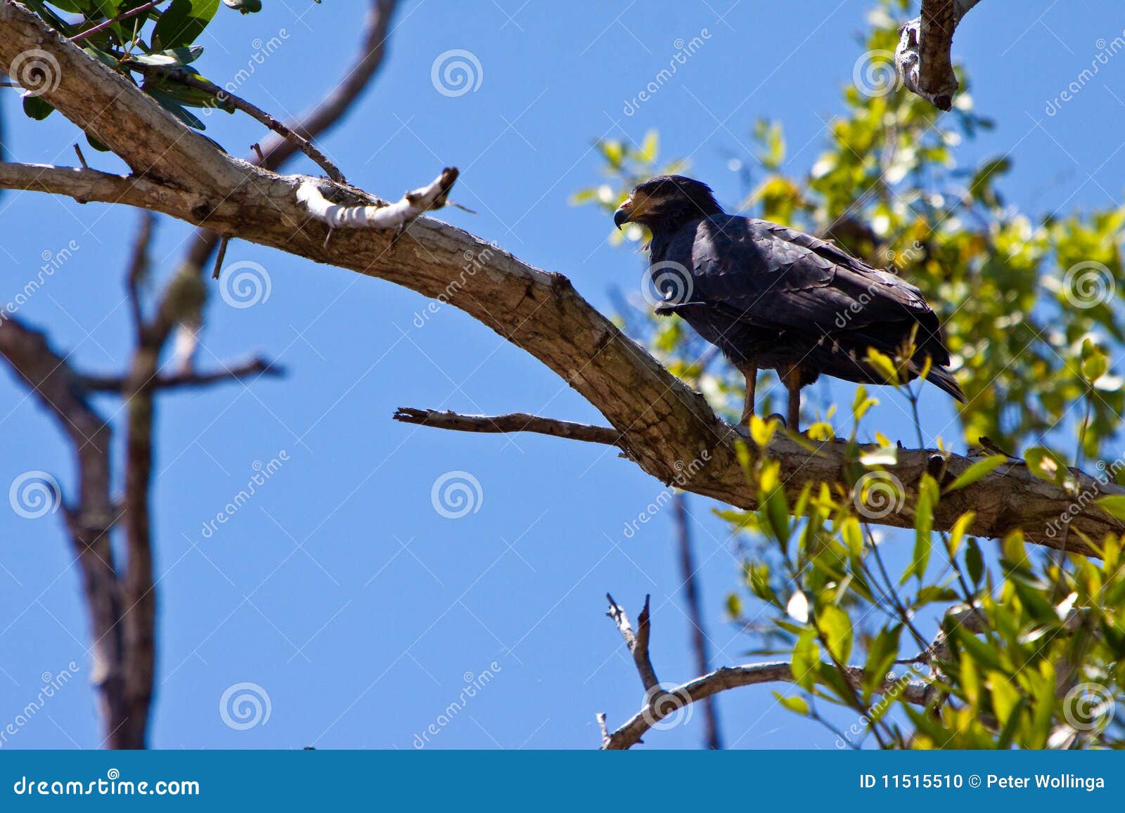 Mangrove Black Hawk Bird Sitting on an Branch Stock Photo - Image of ...