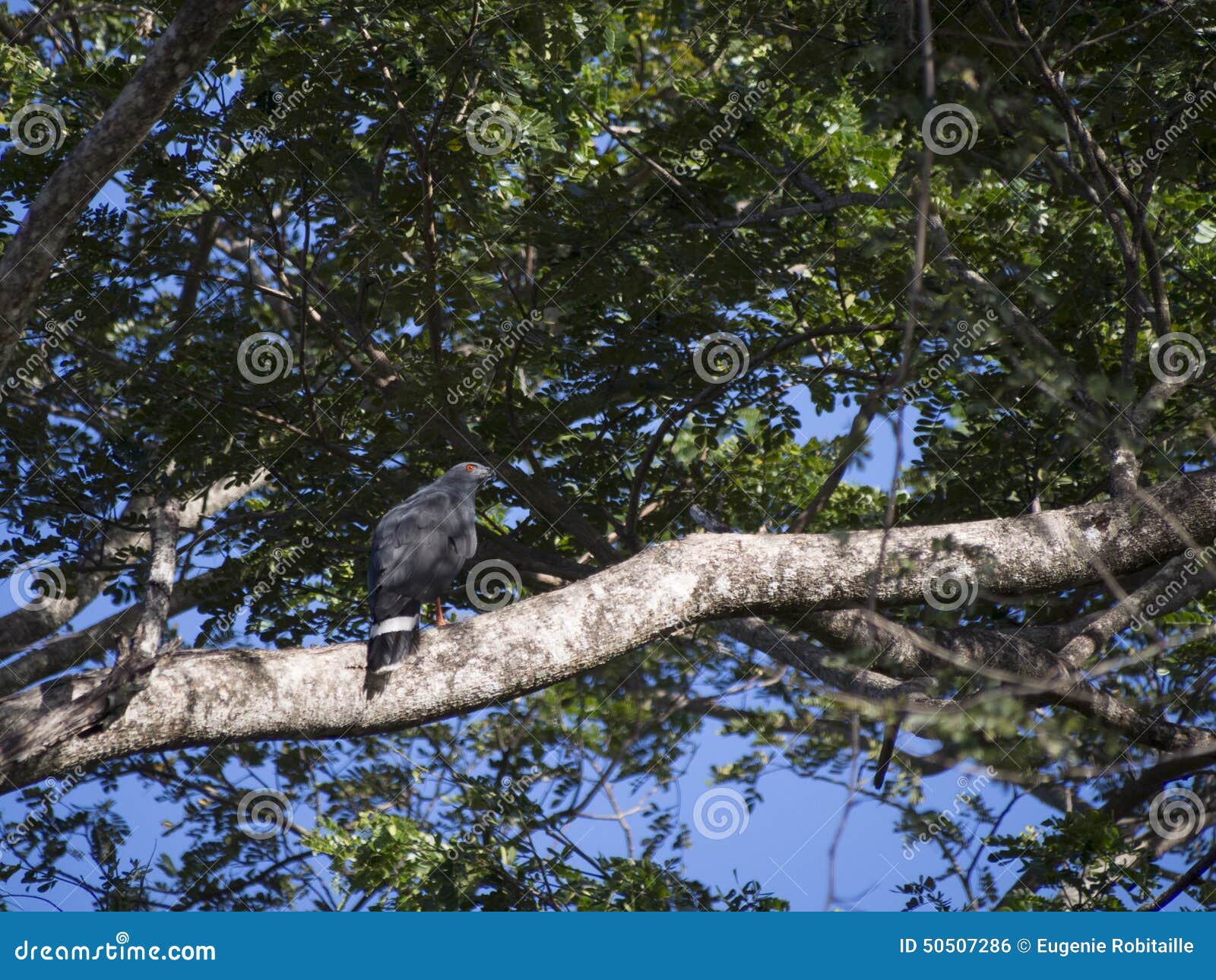 Mangrove Black Hawk in a Tree Stock Photo - Image of legs, trees: 50507286