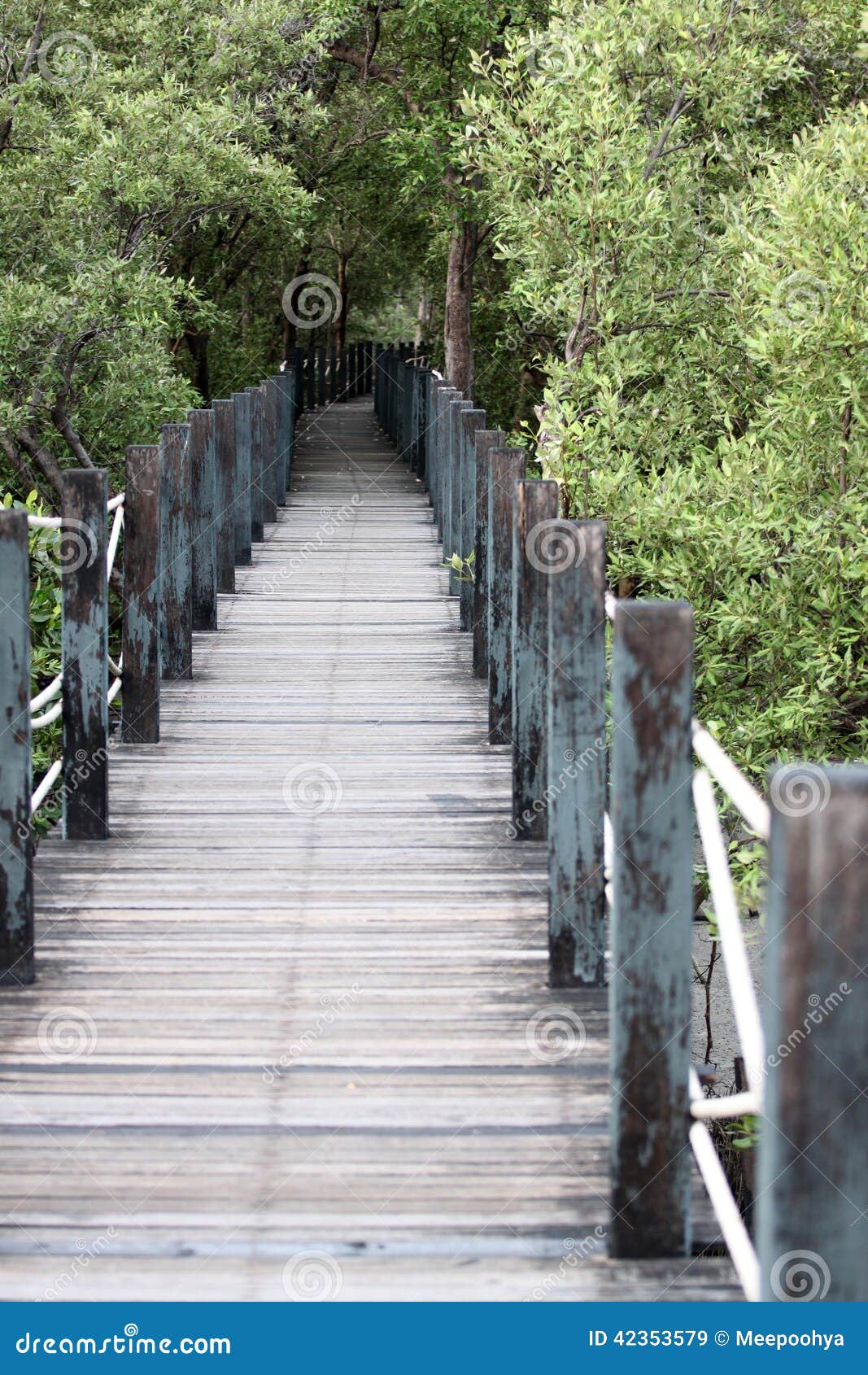 Mangrove bos houten gang stock afbeelding. Image of leren - 42353579