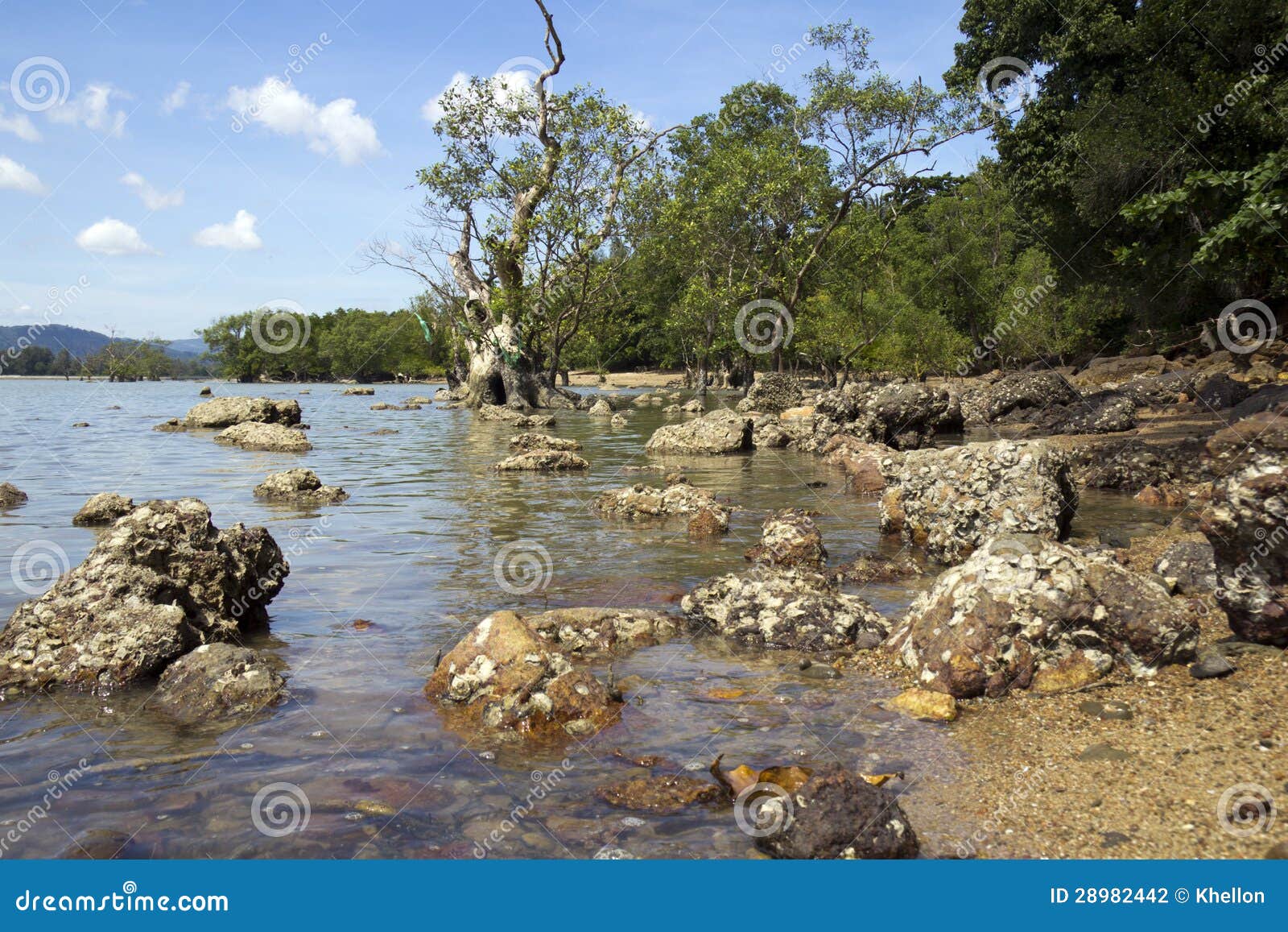 Mangrove, Chalong Bay, Phuket Stock Photo - Image of thailand, phuket ...
