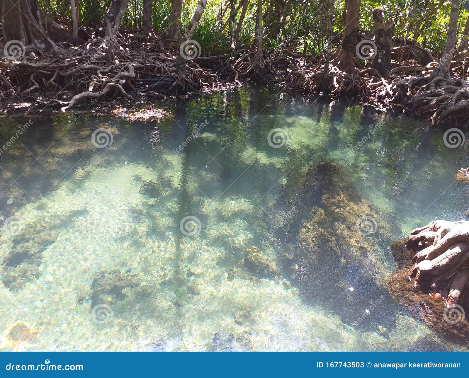 Mangrove forest3 stock image. Image of pure, thailand - 167743503