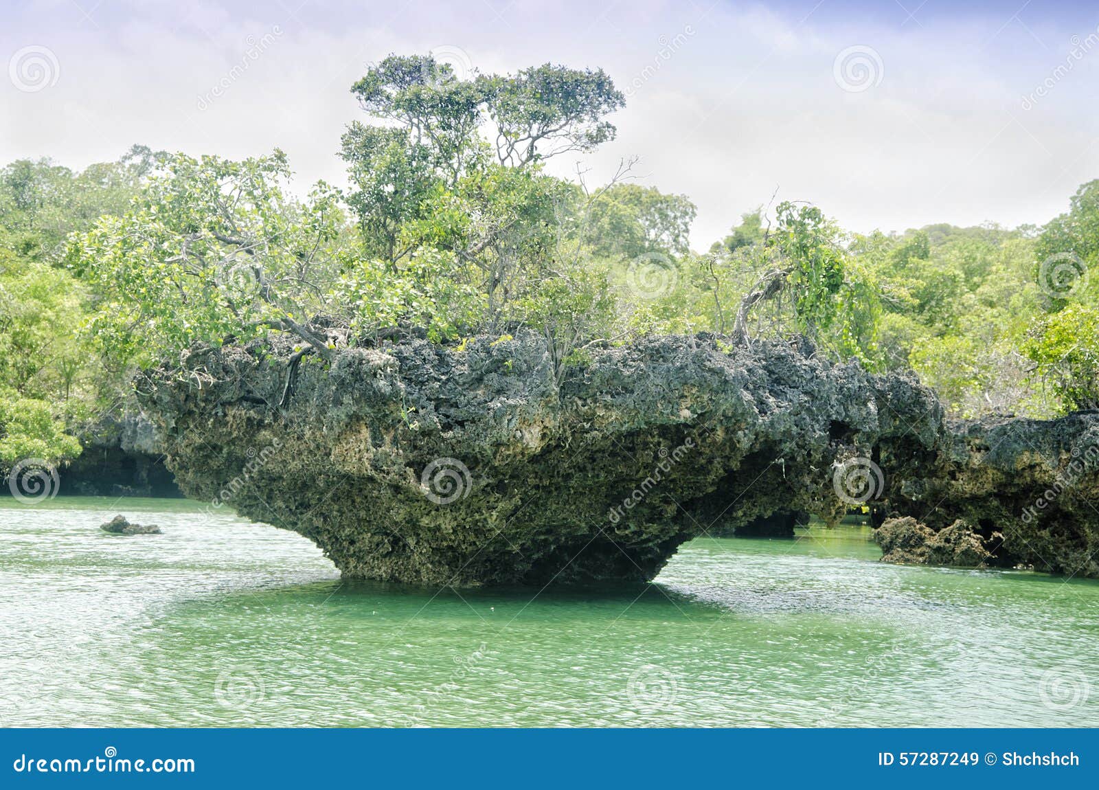Mangrove coast stock image. Image of cloud, forest, seascape - 57287249