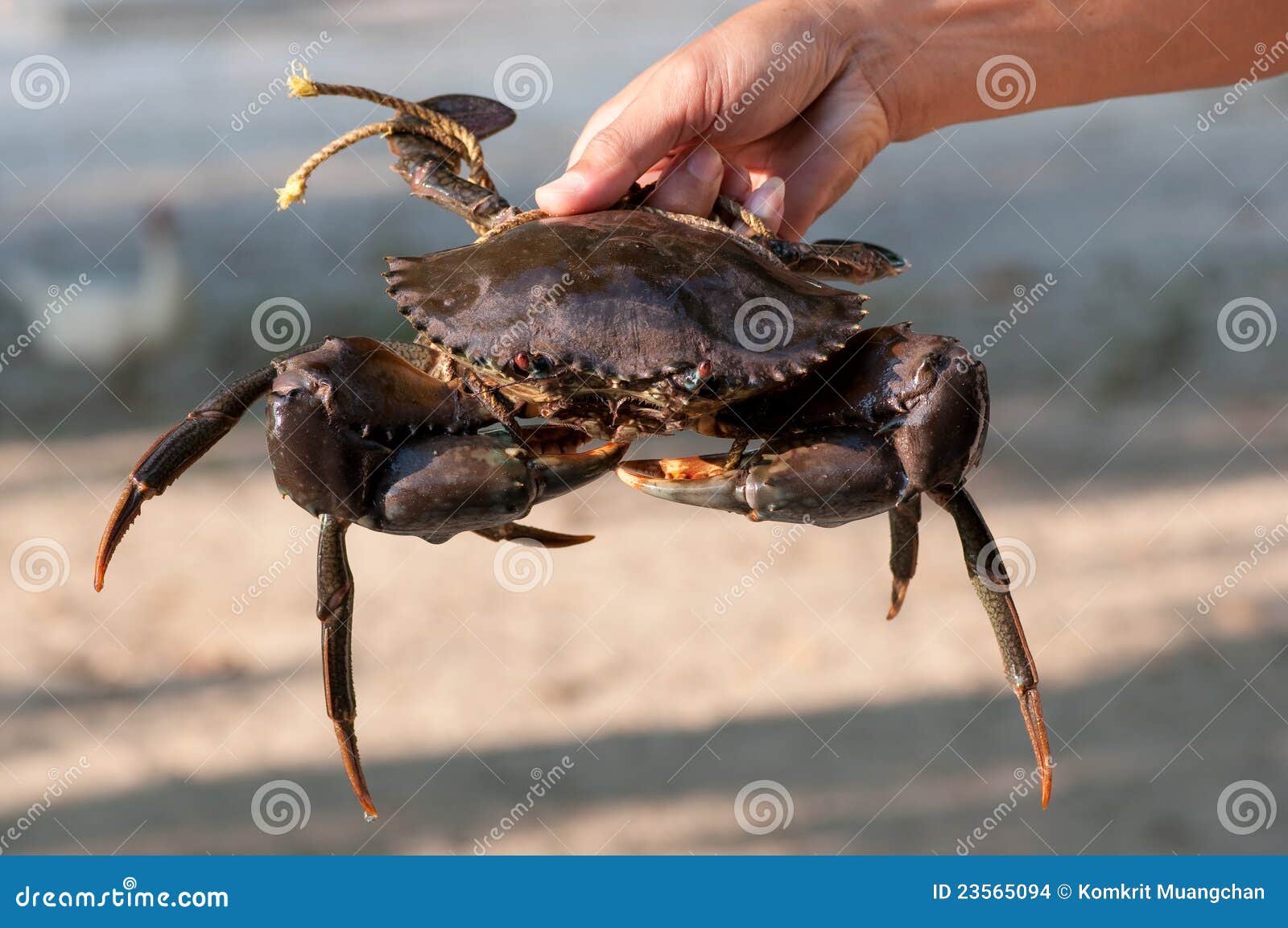 Mangrove crab stock photo. Image of mangrove, black, ocean - 23565094
