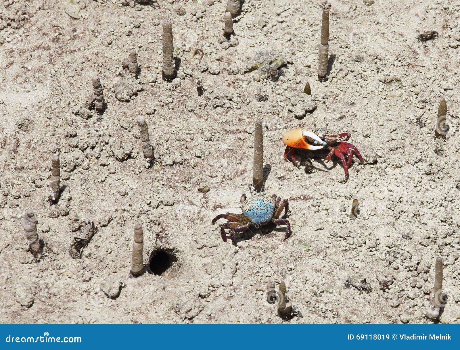 Mangrove crabs fight stock image. Image of crustaceans - 69118019