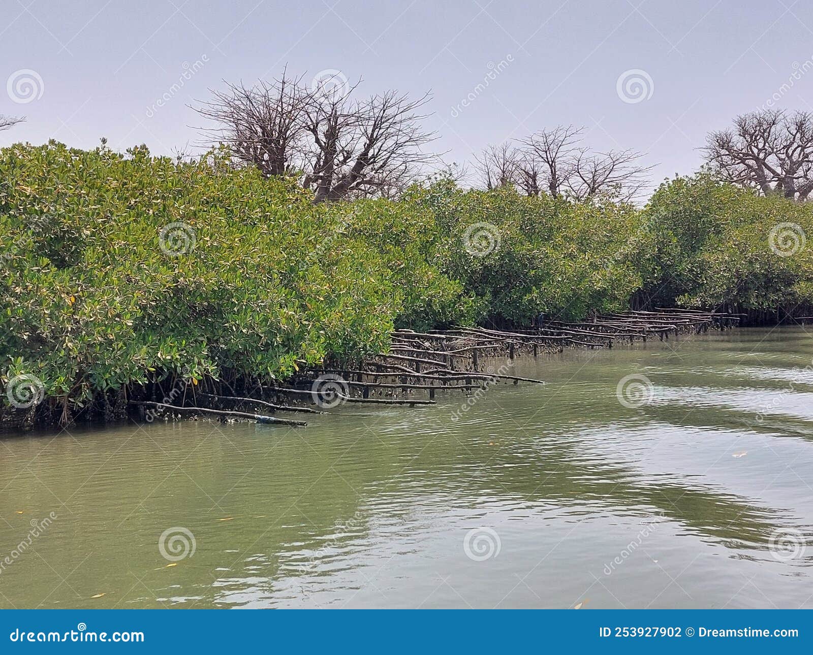 Mangrove Ecosystem in SENEGAL Stock Photo - Image of senegal, mangrove ...