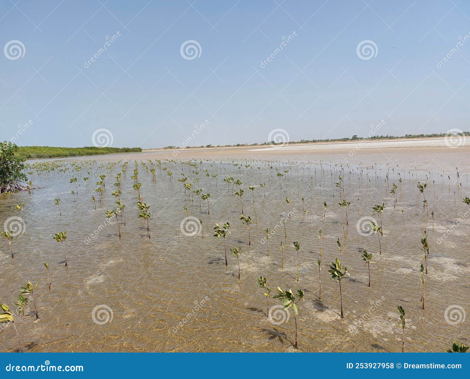 Mangrove Ecosystem in Senegal Stock Photo - Image of wetland, sand ...