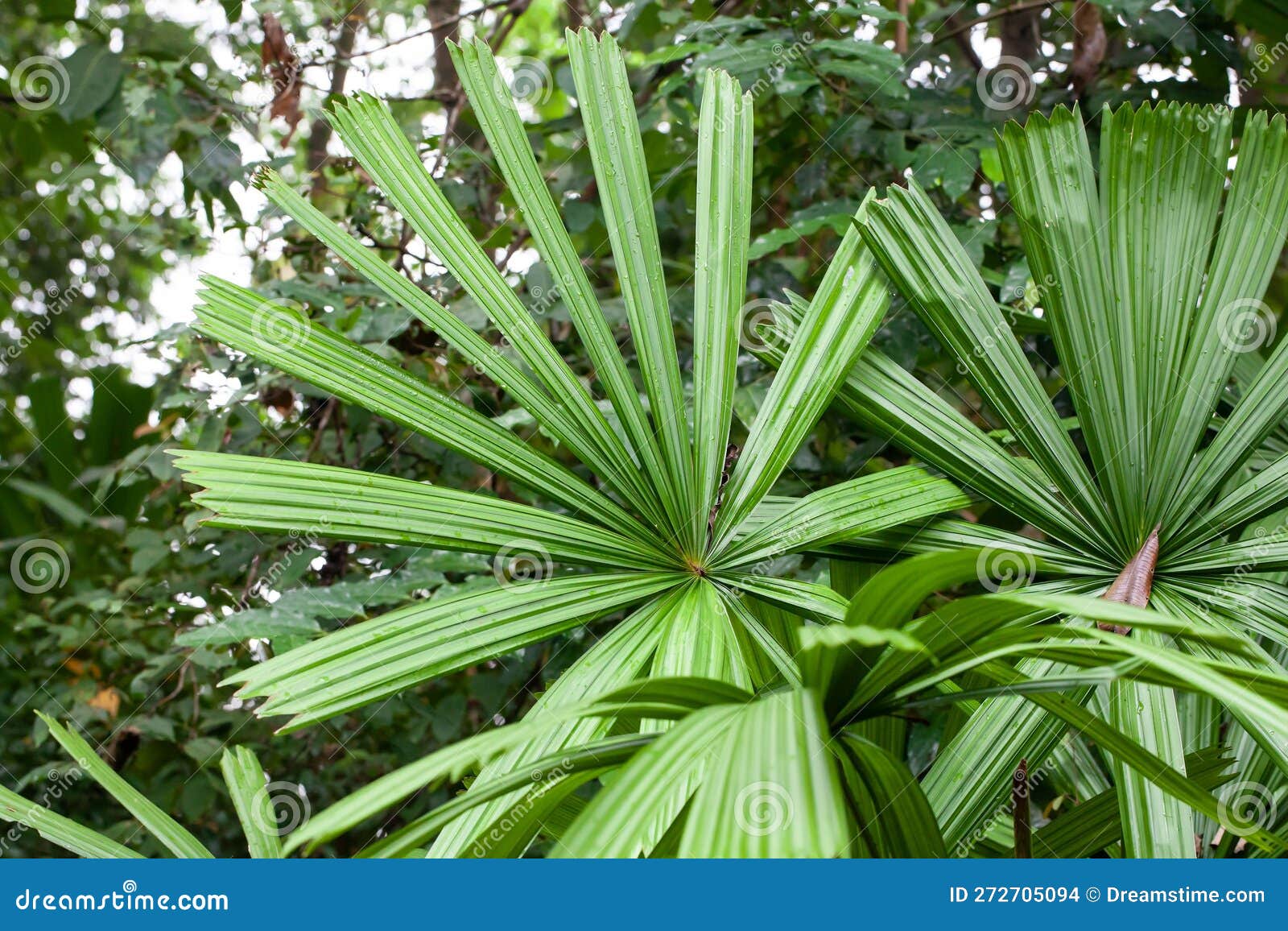 Mangrove Fan Palm Leaf, Licuala Spinosa Stock Photo - Image of park ...