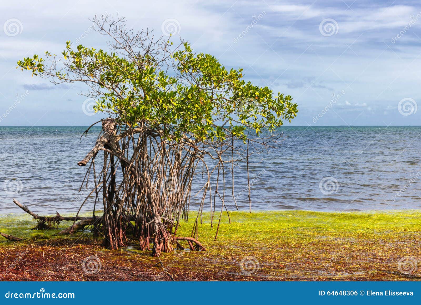 Mangrove at Florida Keys stock photo. Image of landscape - 64648306