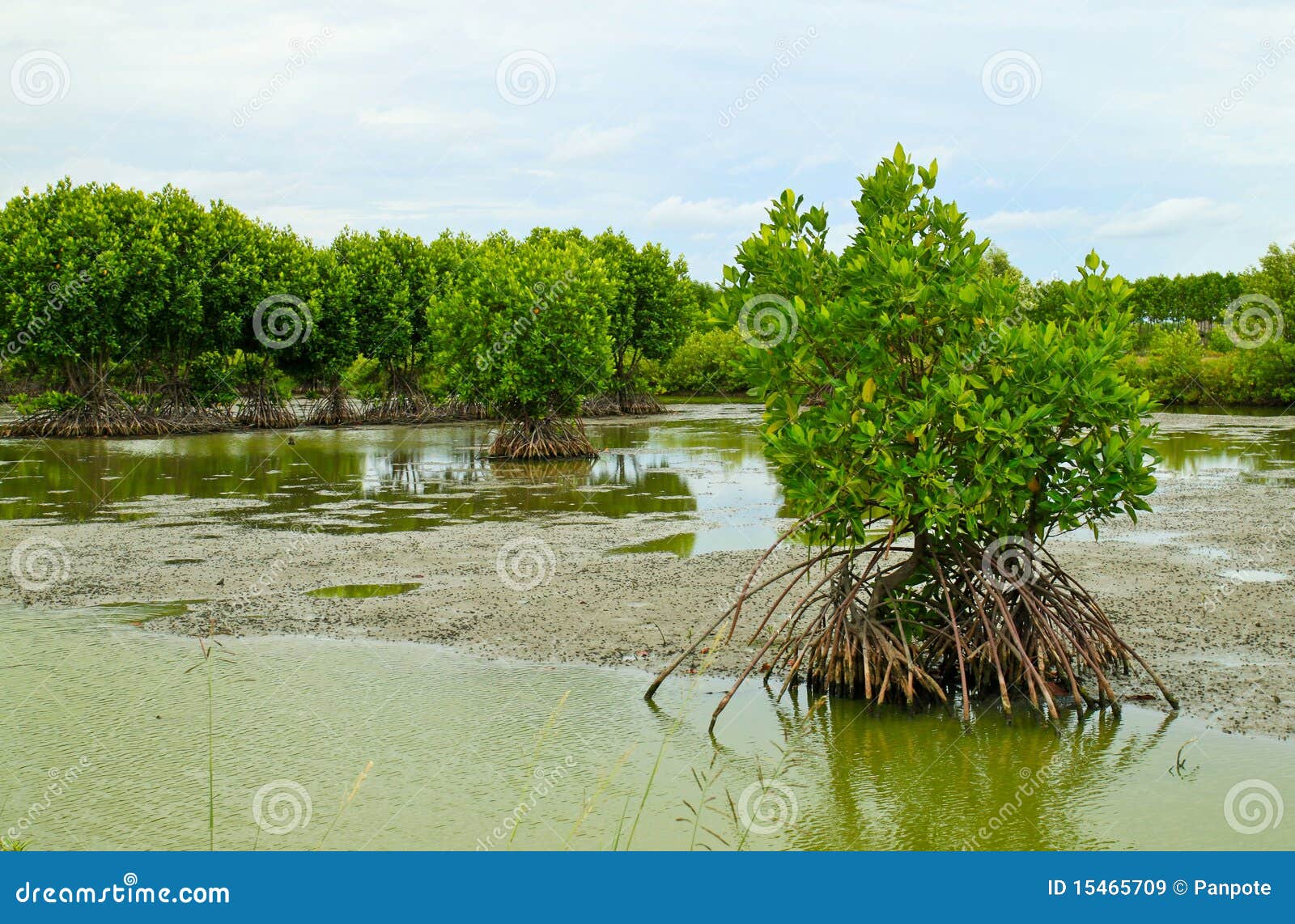 Mangrove Forest stock image. Image of leaf, outdoors - 15465709