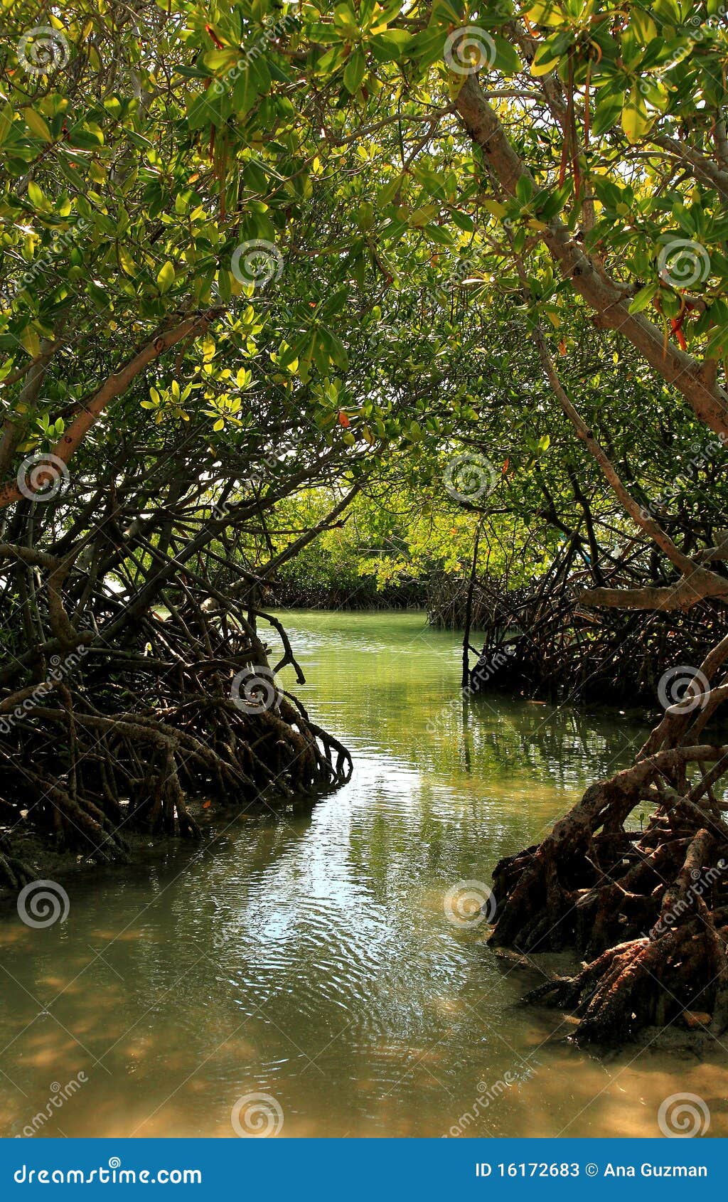 Mangrove forest stock image. Image of tropical, root - 16172683