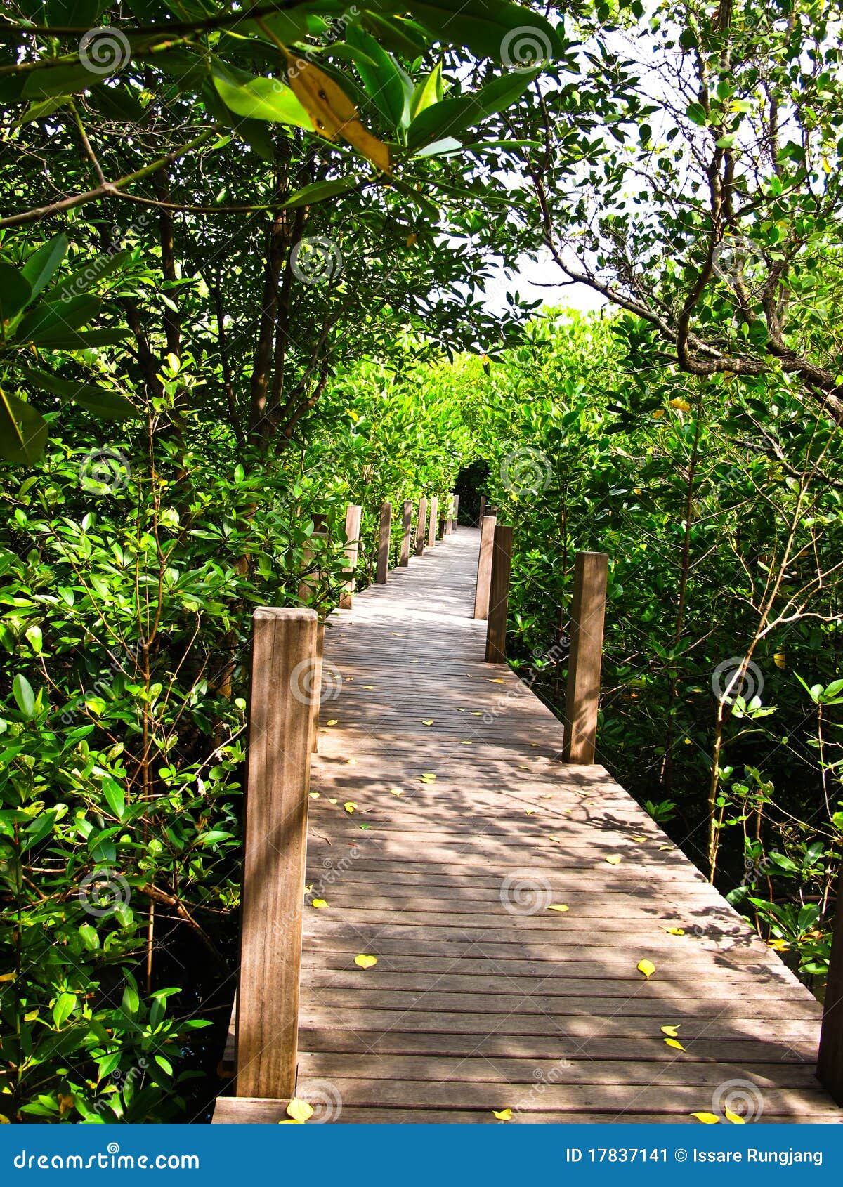 Mangrove forest stock image. Image of countryside, board - 17837141