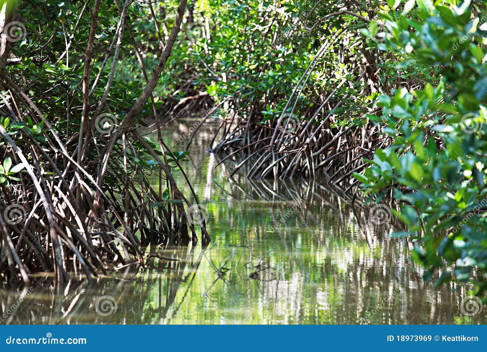 Mangrove Forest stock image. Image of paradise, ocean - 18973969